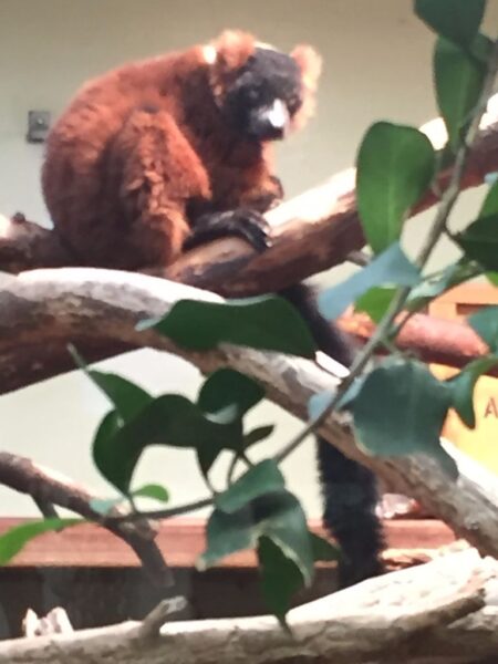 How the Barred Gene Works in Chicken Genetics